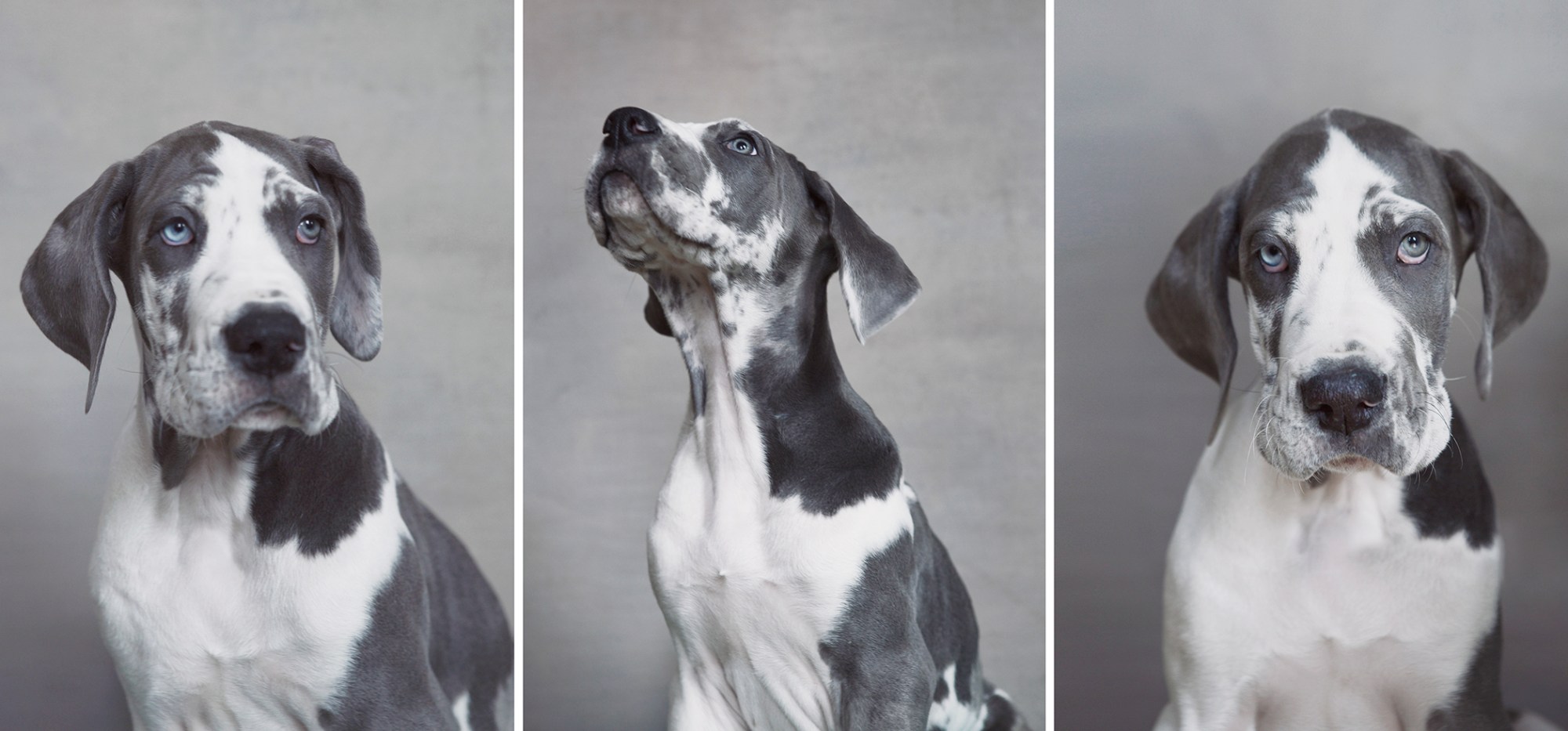 Samson | Dogs and the City