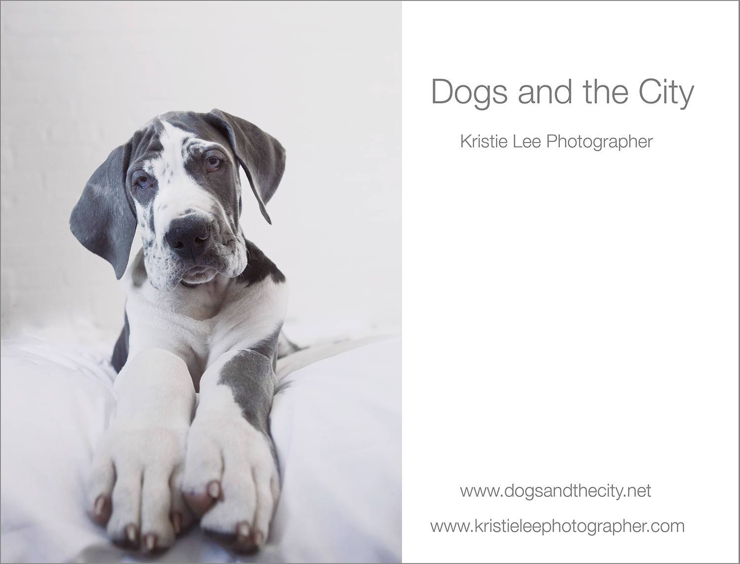 Samson | Dogs and the City