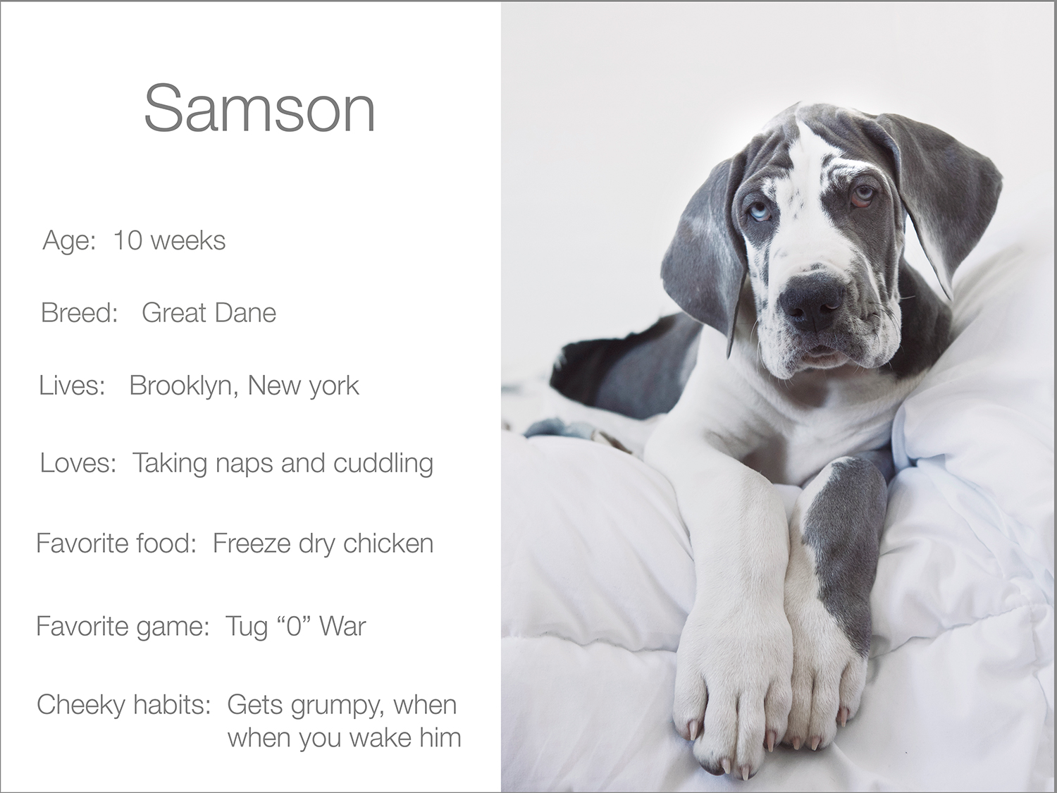 Samson | Dogs and the City