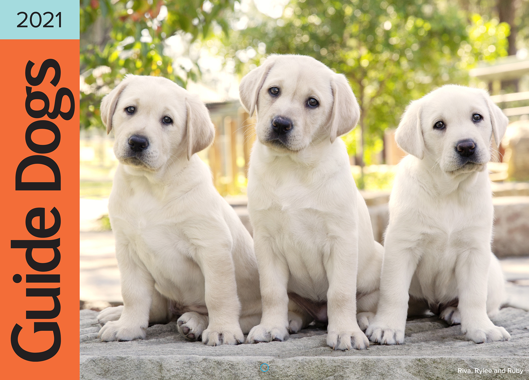 Guide dogs calendar 2021 | Dogs and the City