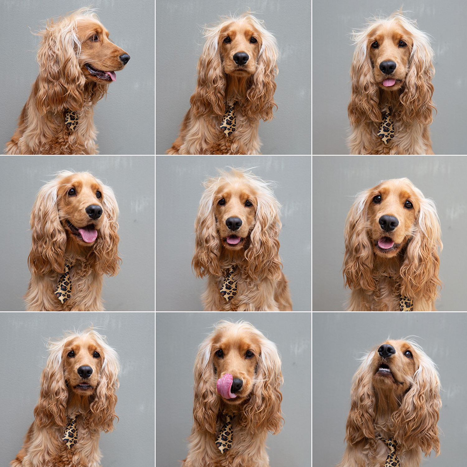 Finn | Dogs and the City