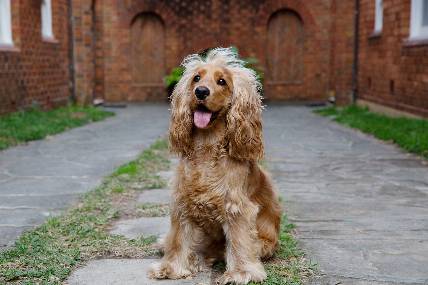 Finn | Dogs and the City